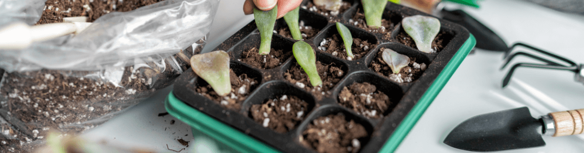 Best Potting Mix for Container Gardening | Premium Indoor Plant Soil ...